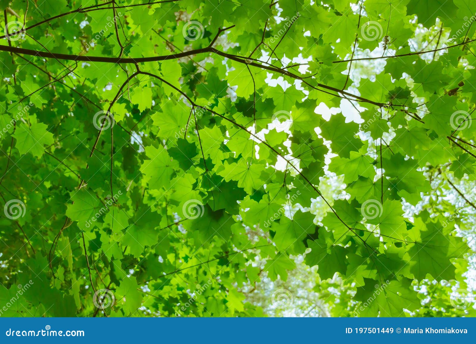 Upper Branches of Tree. Bottom View Stock Image - Image of branch ...