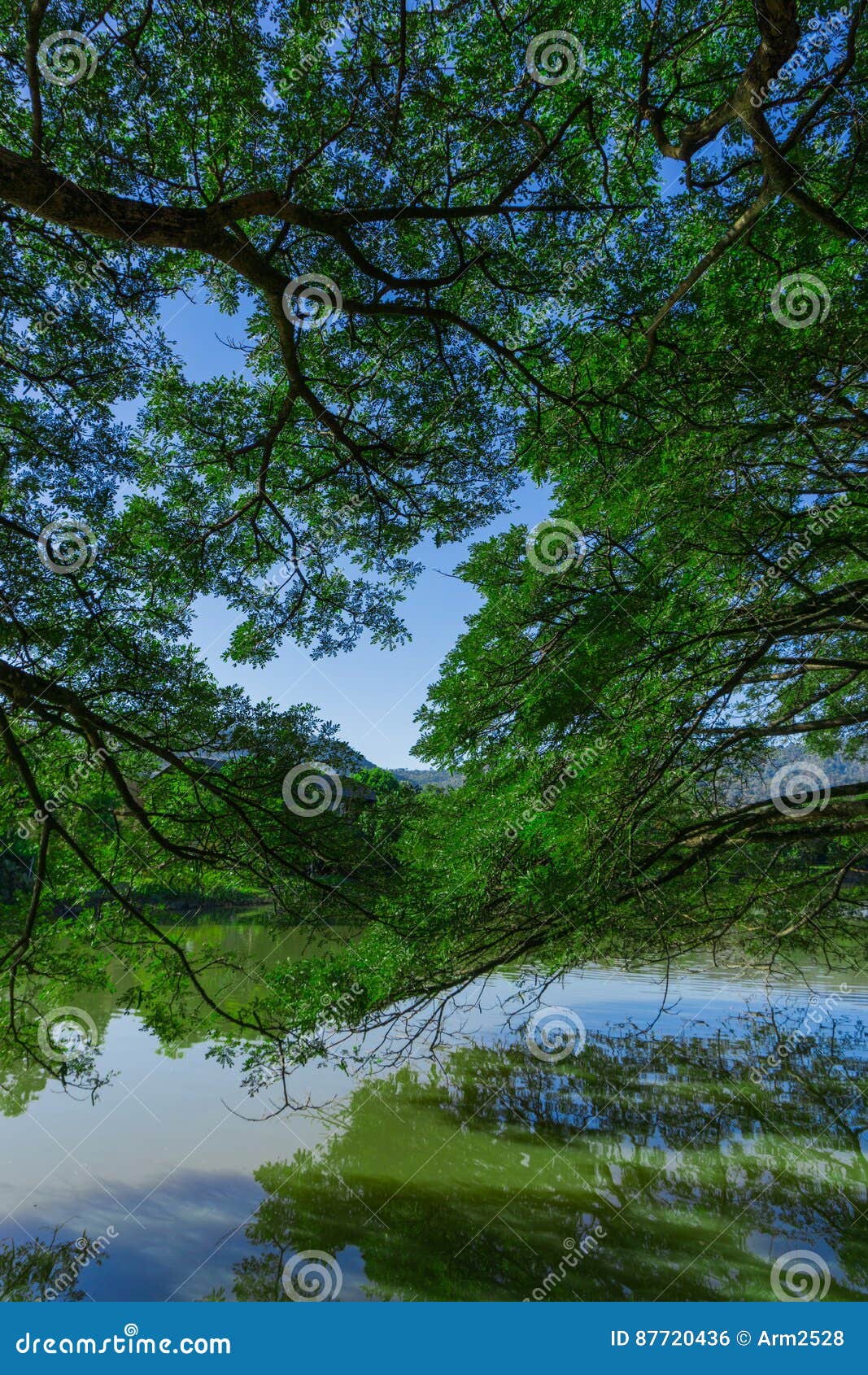 Upper branches of tree stock photo. Image of spring, crown - 87720436
