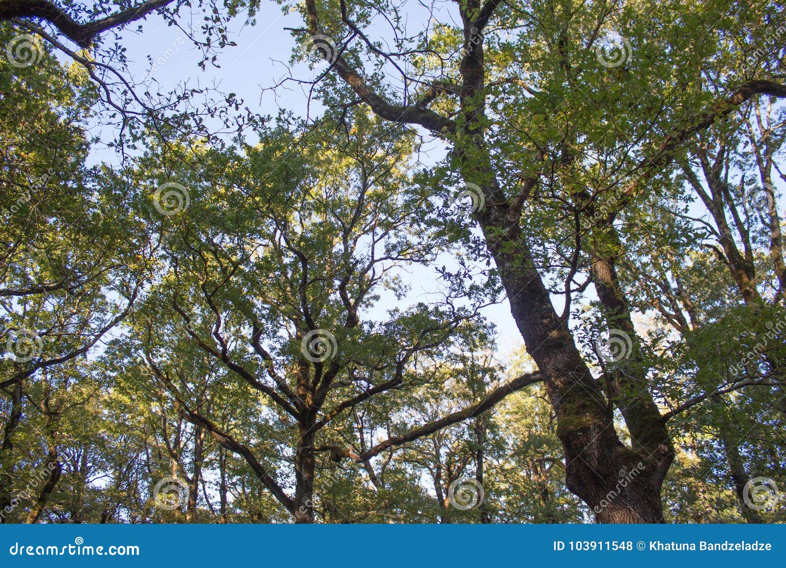 Upper Branches of Tree. Sunlight through Green Tree Crown - Low Angle ...