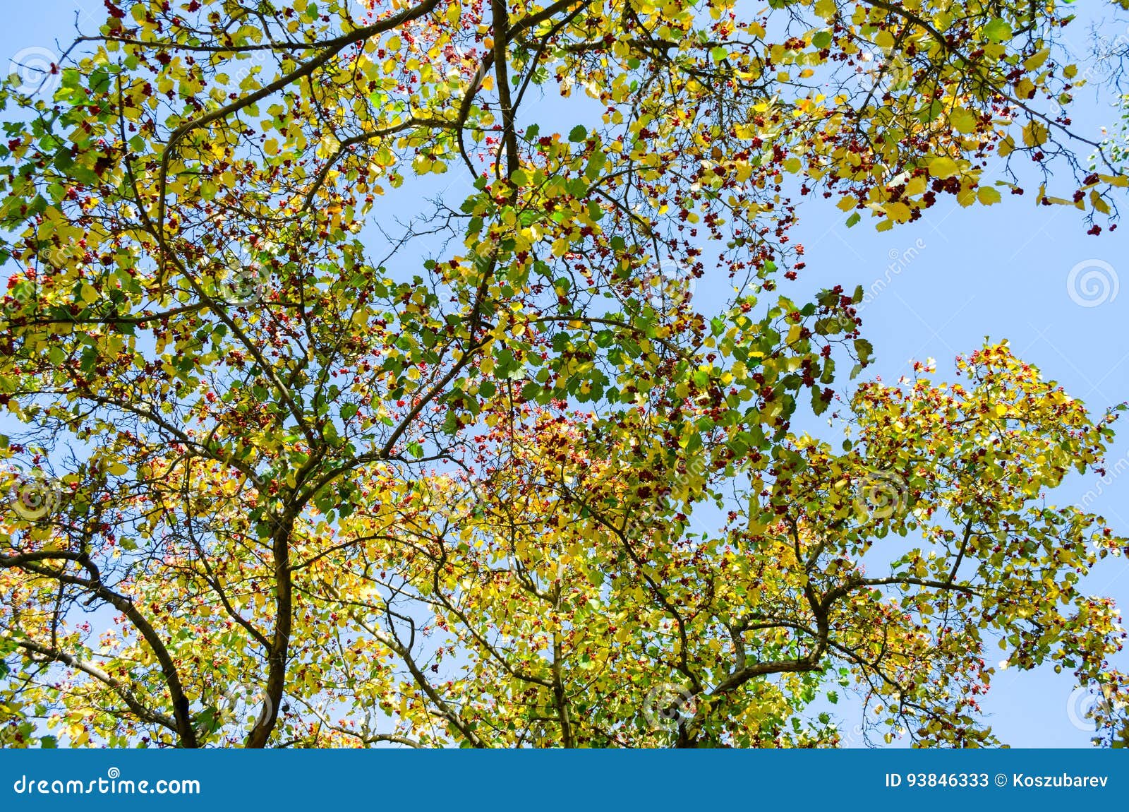 Upper Branches of Trees Background. Stock Image - Image of outdoor ...
