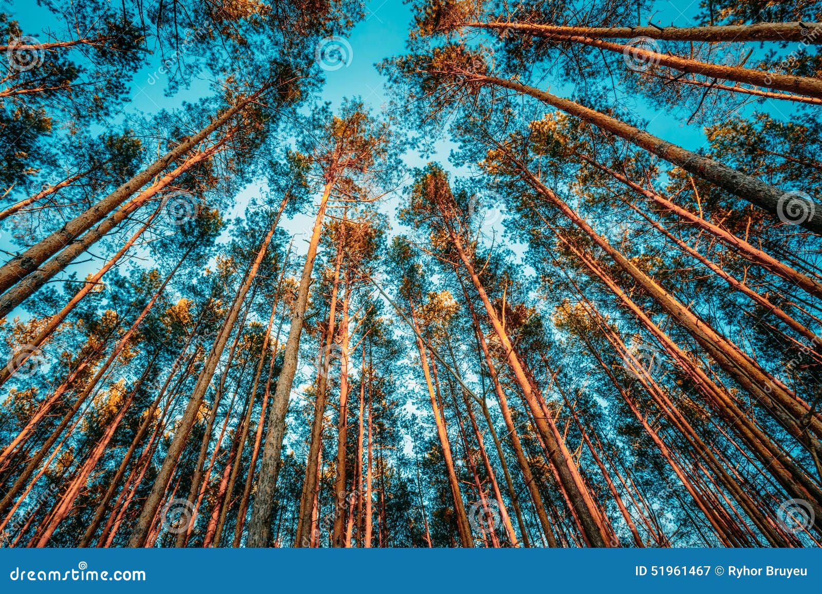 Upper Branches of Trees in Coniferous Forest Stock Image - Image of ...