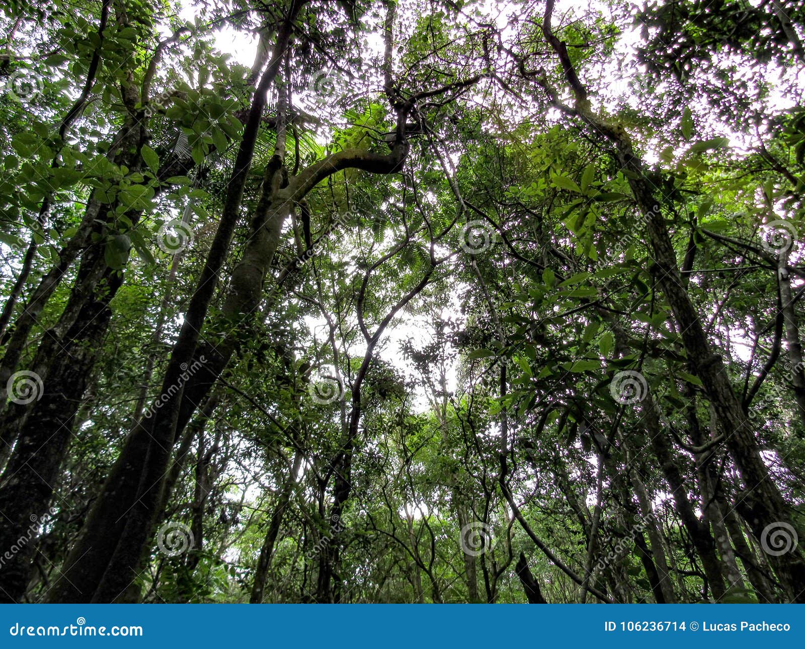Upper Branches of Trees in a Forest Stock Photo - Image of foliage ...