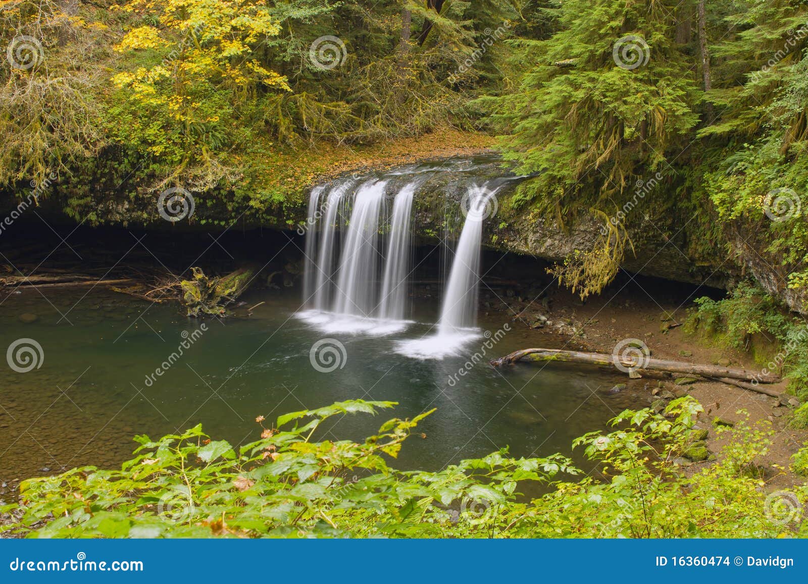 Upper Butte Creek Falls Oregon 2 Stock Photo - Image of wilderness ...