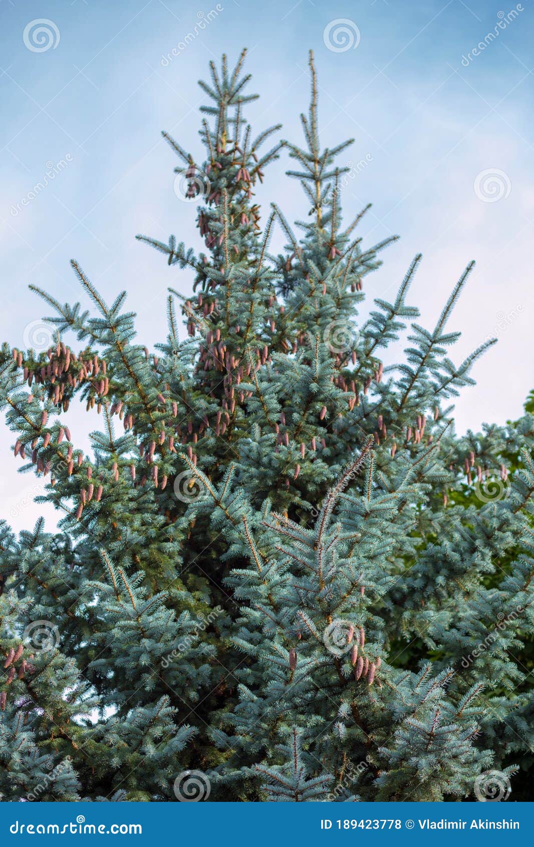 The Upper Crown of Spruce Conifer with Many Hanging Spruce Cones ...