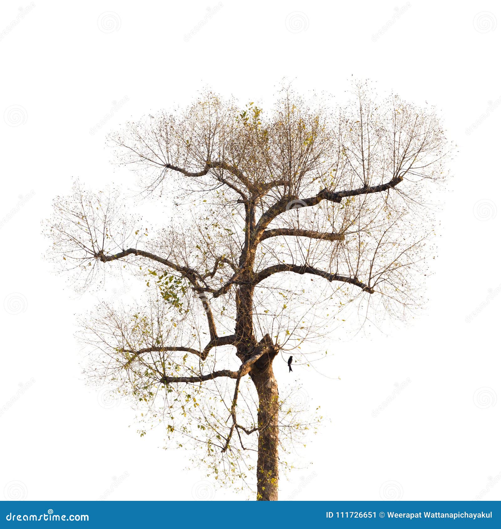 Upper half tree isolated stock image. Image of branch - 111726651