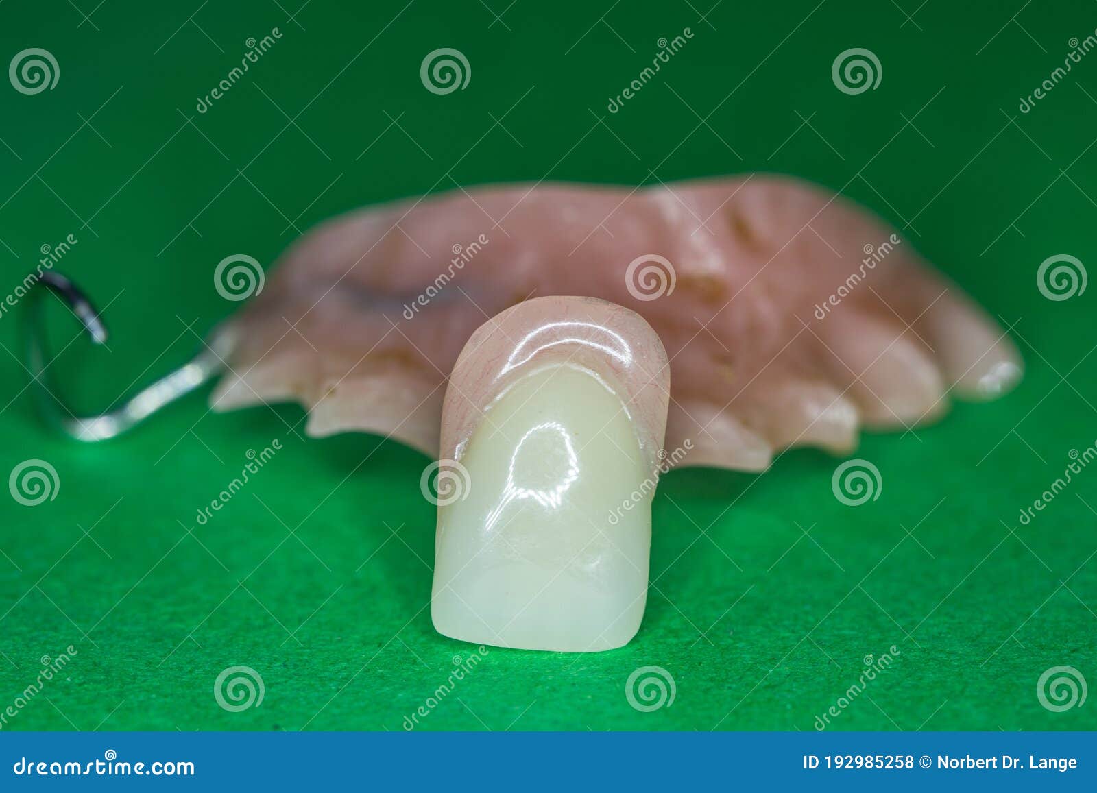 Molars On Upper And Lower Jaw On Anatomical Model Of The Human Skull ...
