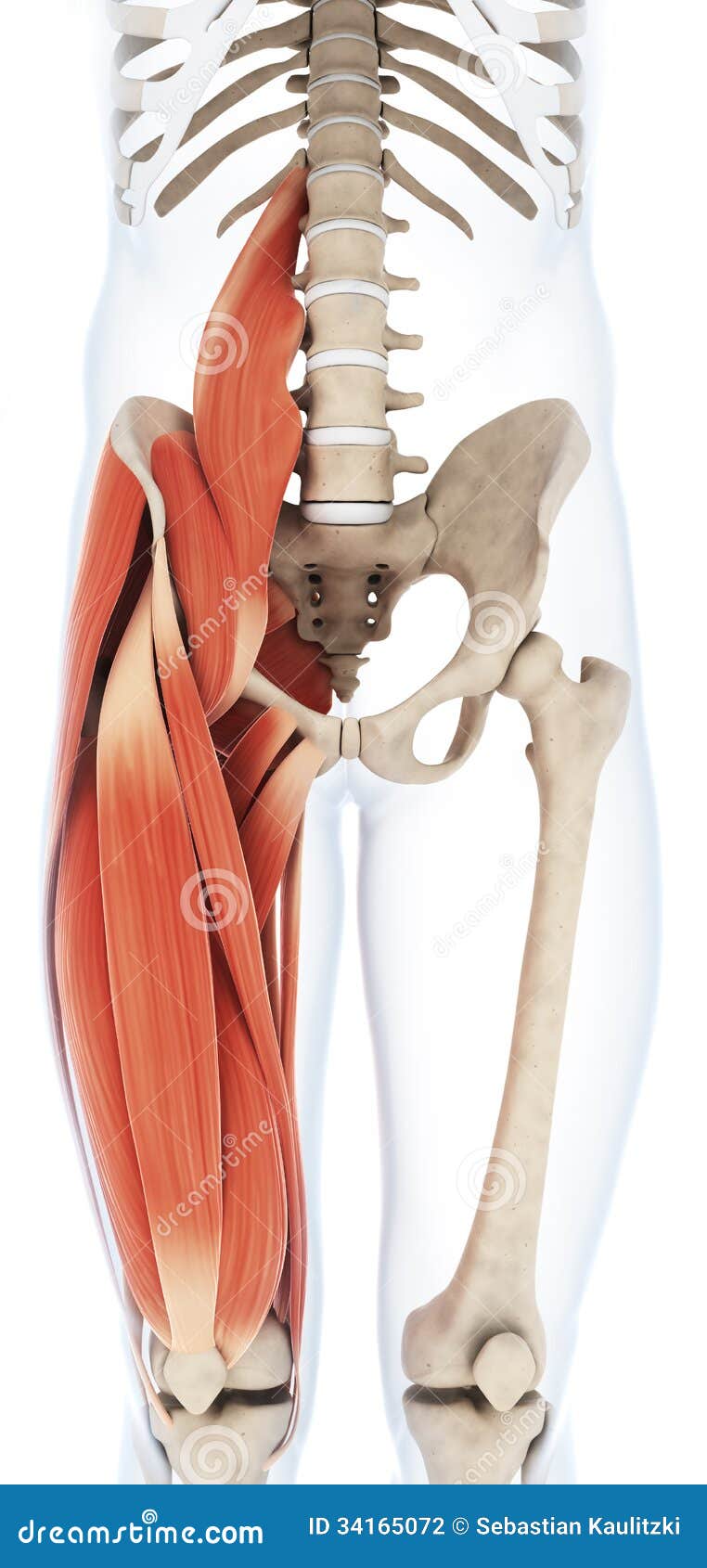 Upper leg musculature stock illustration. Illustration of fibre - 34165072