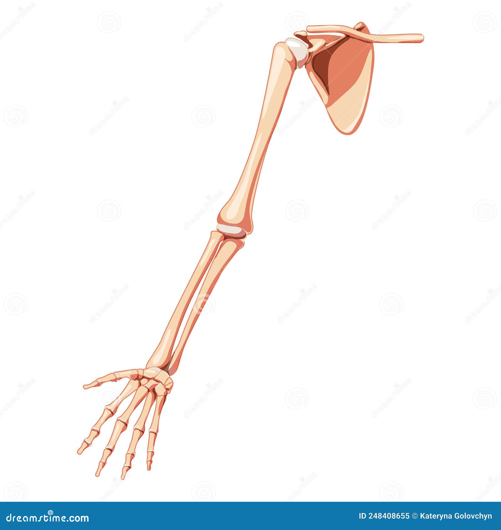 Upper Limb Arm With Shoulder Girdle Skeleton Human Front View. Set Of ...