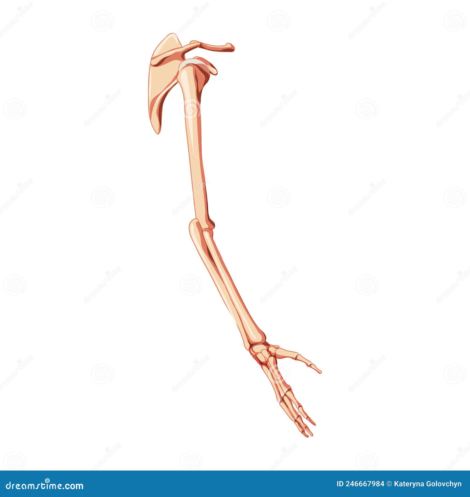 Upper Limb Arm with Shoulder Girdle Skeleton Human Side View ...