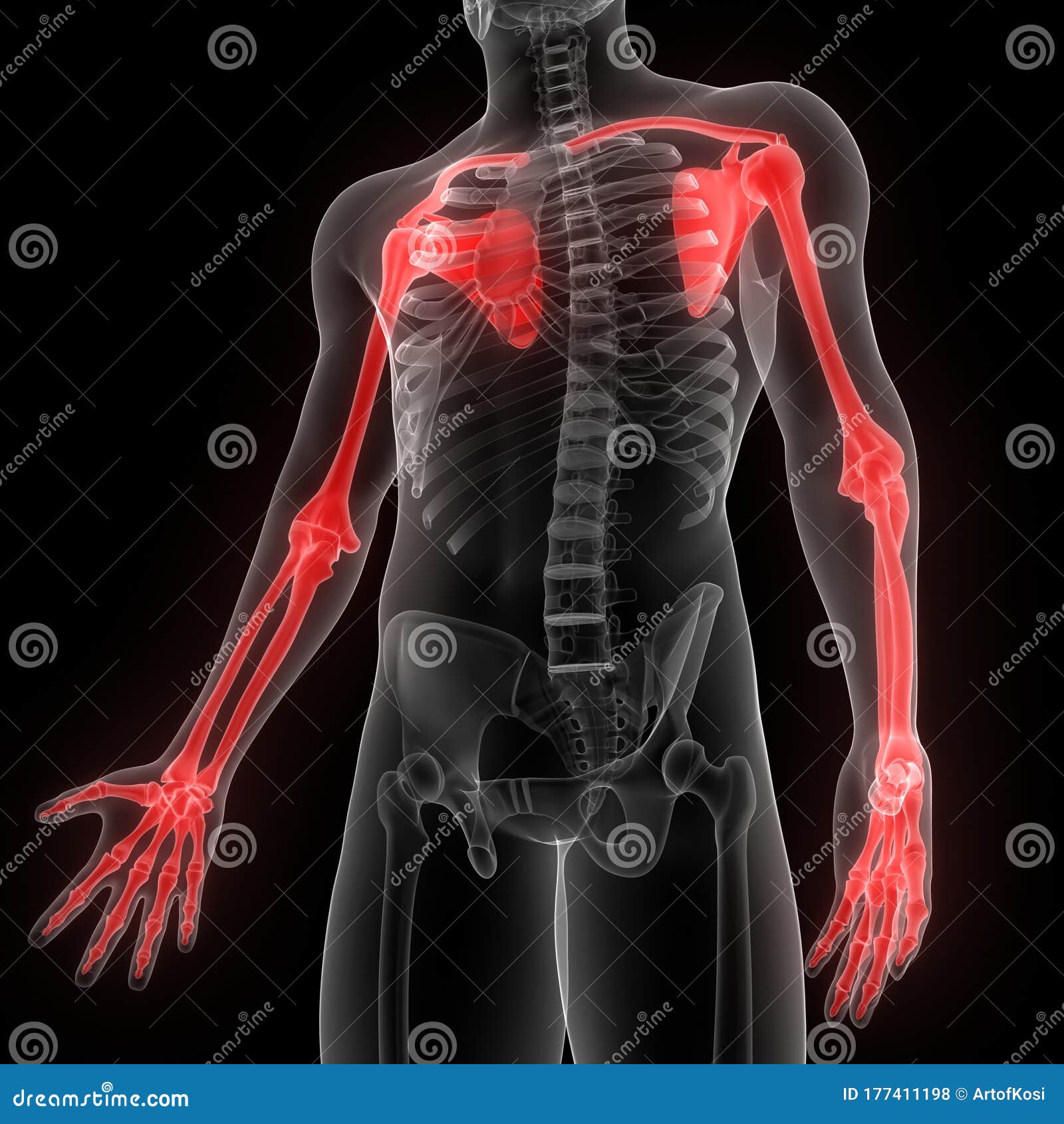 Upper Limbs Bone Joints of Human Skeleton System Anatomy X-ray 3D ...