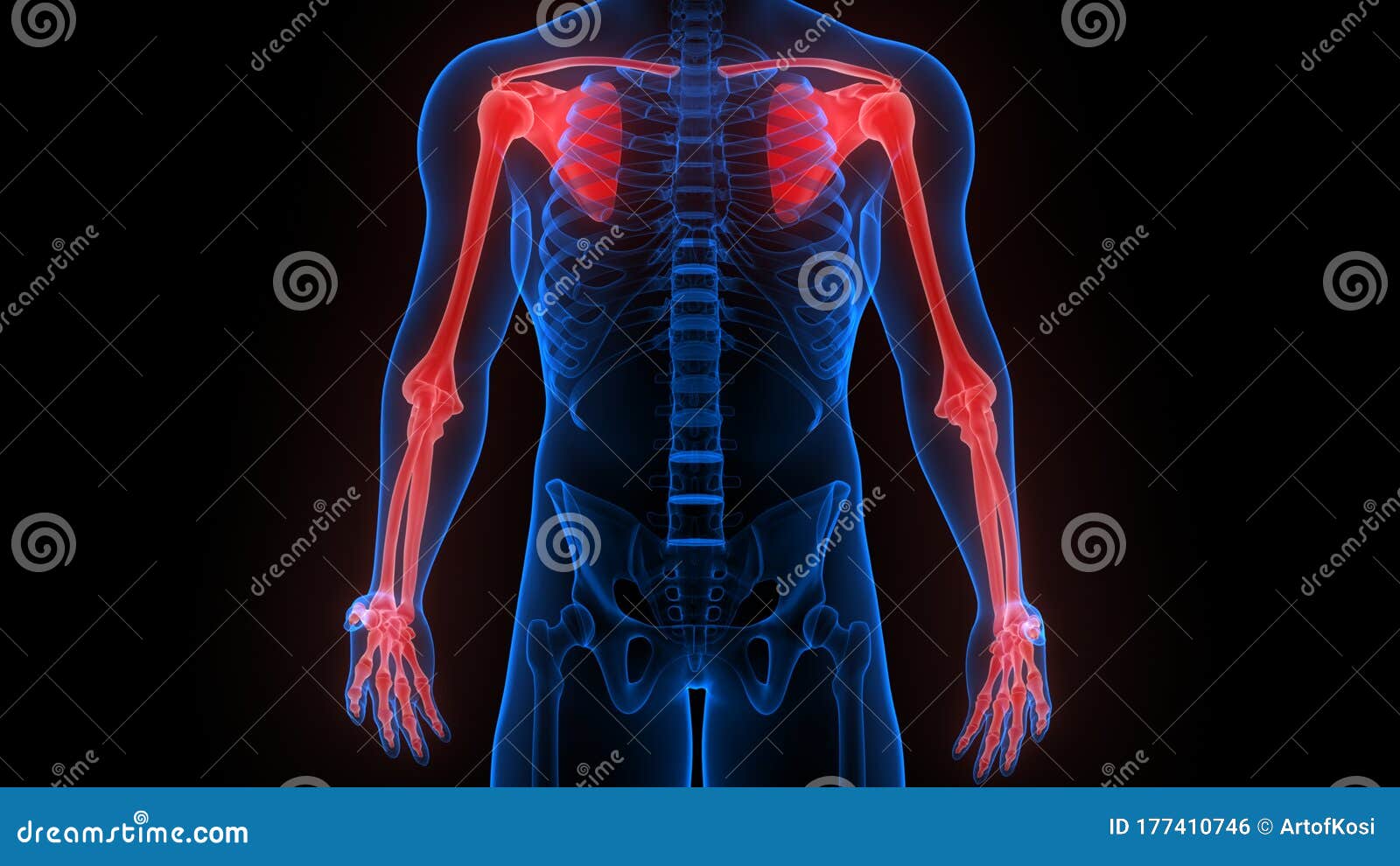 Upper Limbs of Human Skeleton System Anatomy X-ray 3D Rendering Stock ...