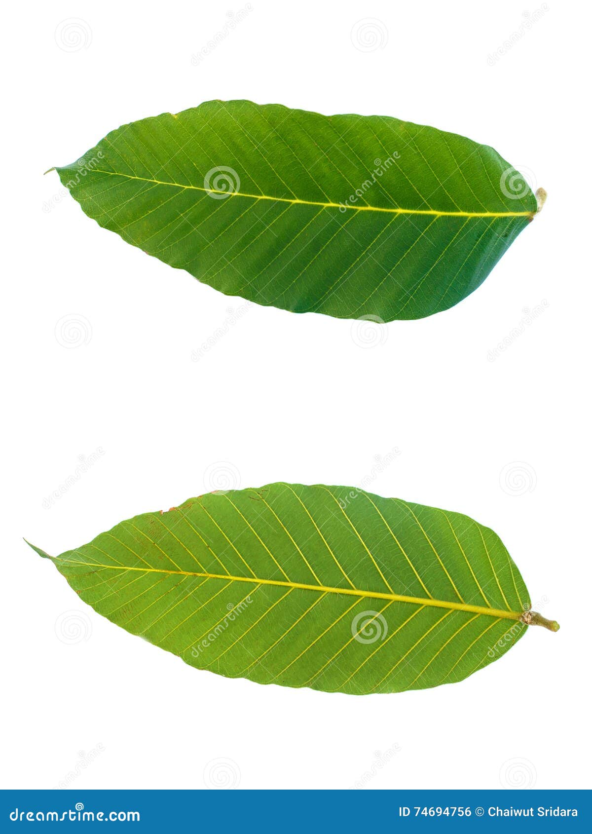 Upper and lower of leaf stock photo. Image of closeup - 74694756