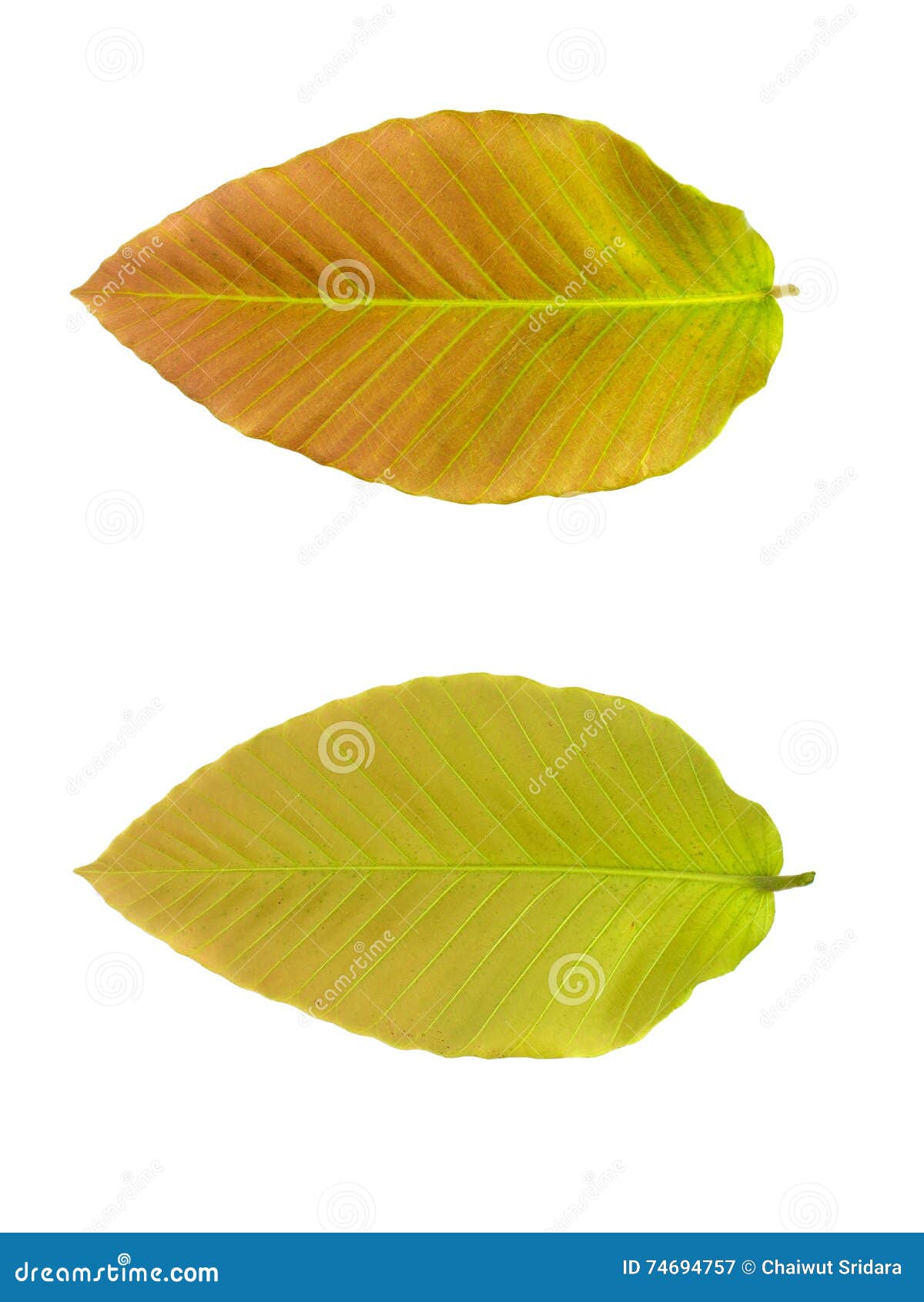 Upper and lower of leaf stock image. Image of beauty - 74694757