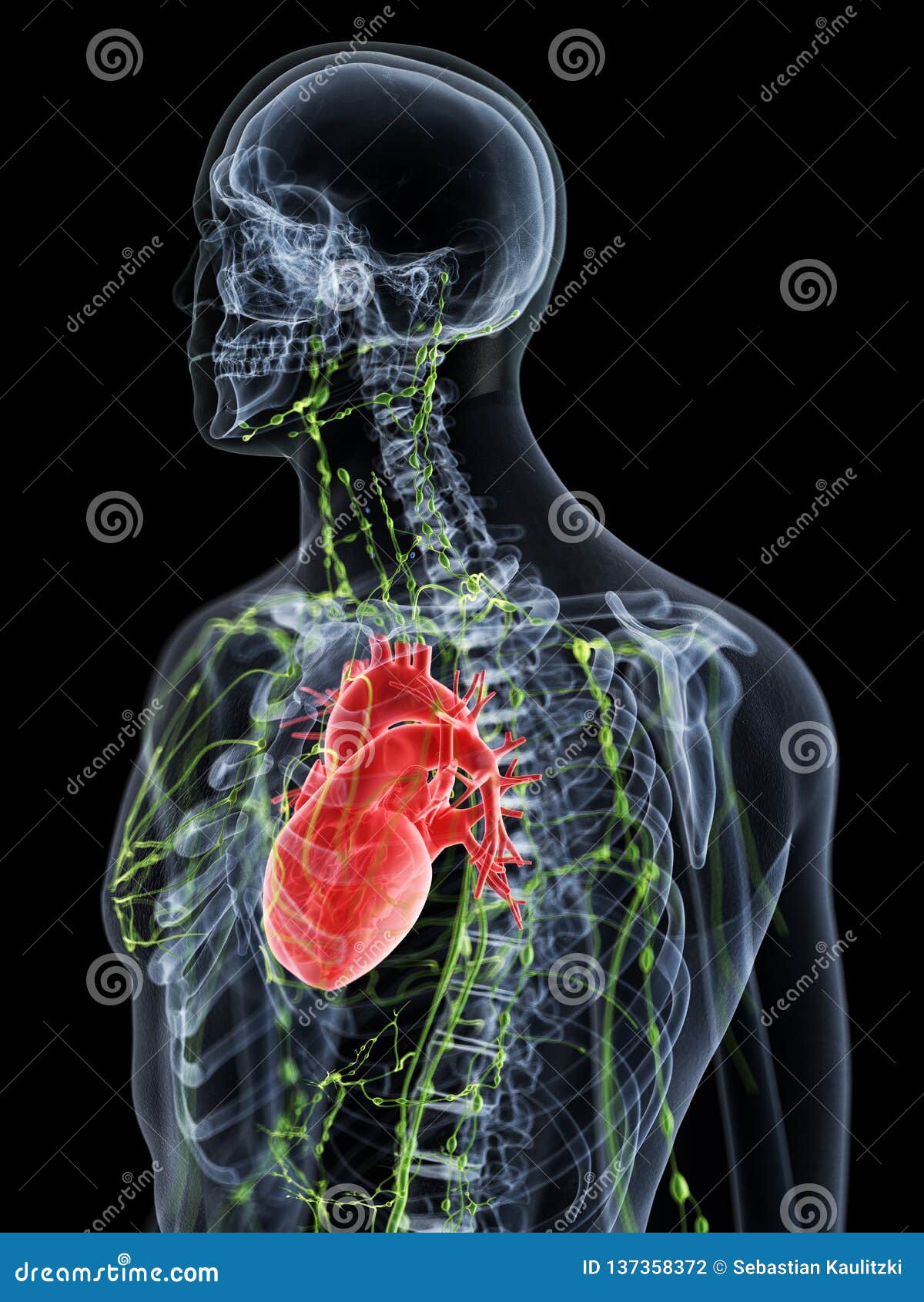 The upper lymphatic system stock illustration. Illustration of cardiac ...