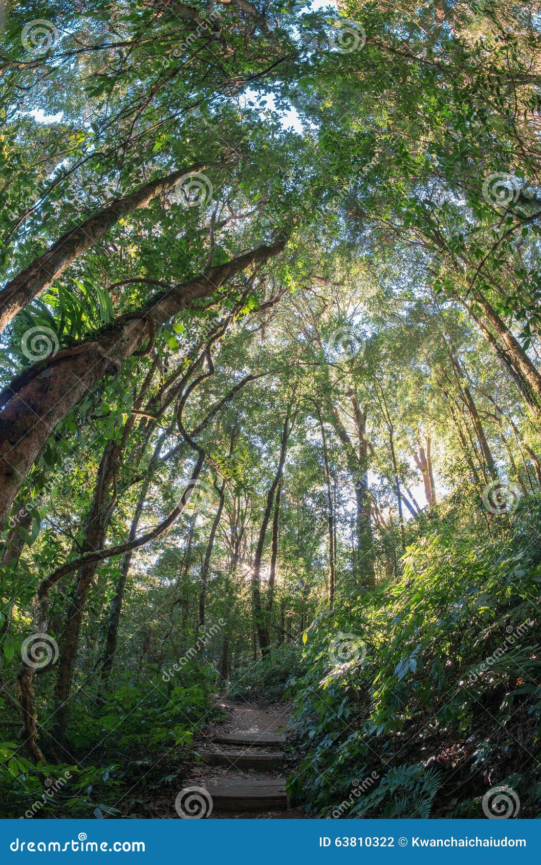 Upper Montane Forest Stock Photos - Free & Royalty-Free Stock Photos ...