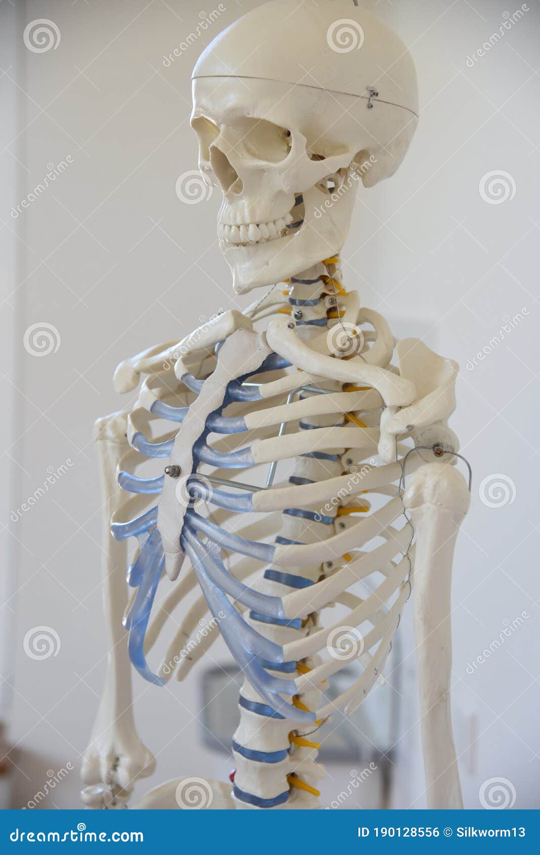 Artificial Human Sceleton with White Bones Stock Photo - Image of ...