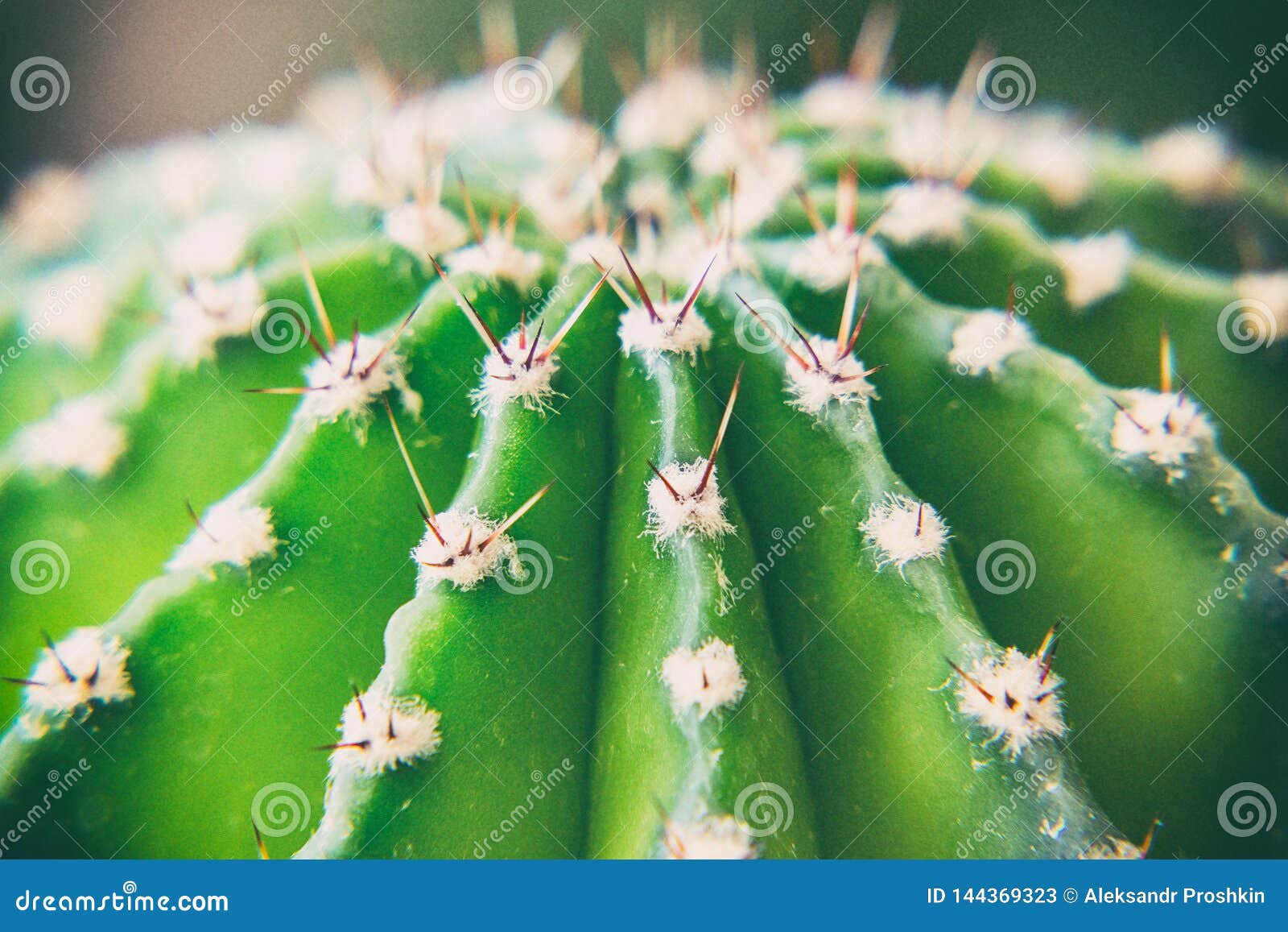 The Upper Part of the Green Spiny Cactus. View from Above Stock Image ...