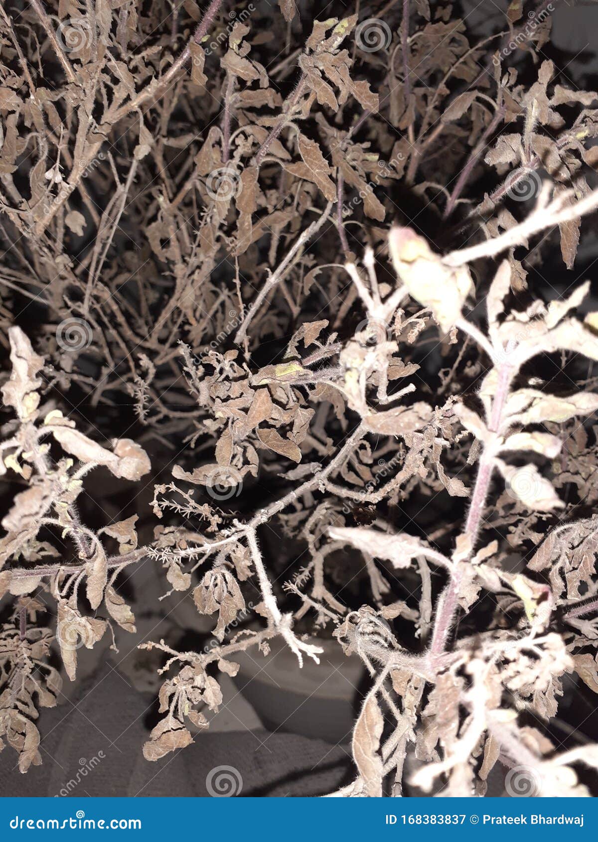 Upper shot of a tulsi tree stock image. Image of shot - 168383837