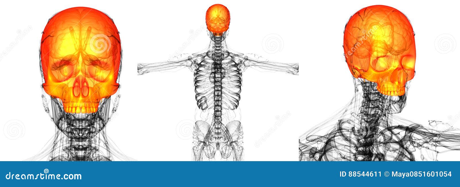 Upper skull stock illustration. Illustration of medical - 88544611