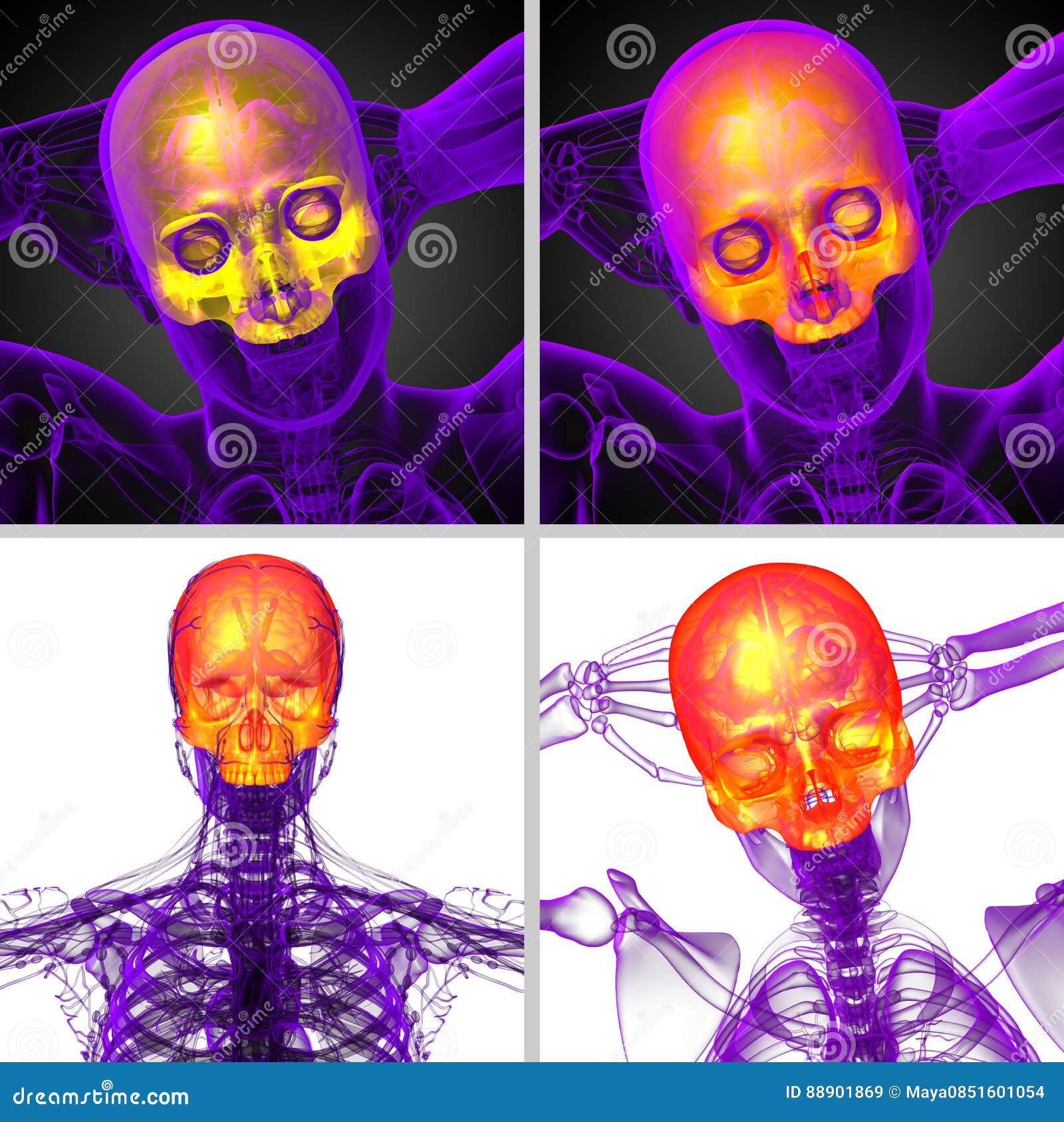 Upper skull stock illustration. Illustration of head - 88901869