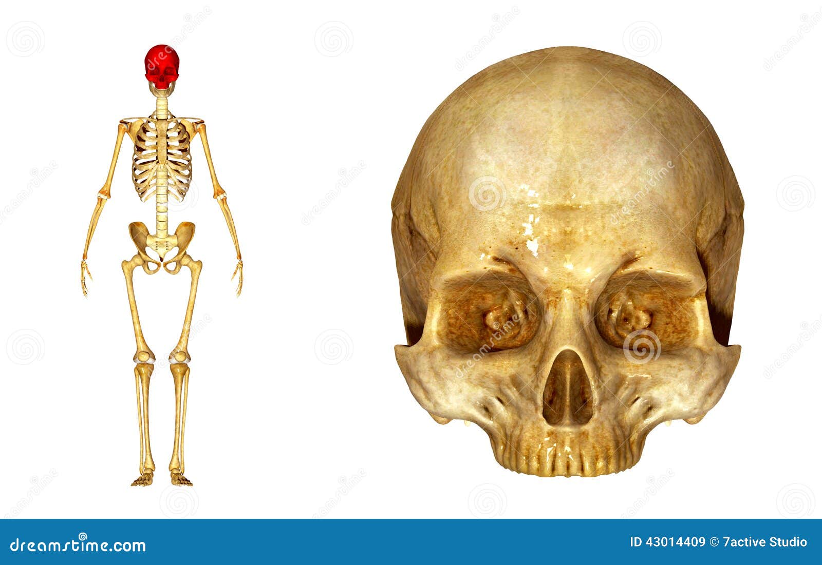 Upper skull stock image. Image of halloween, graveyard - 43014409