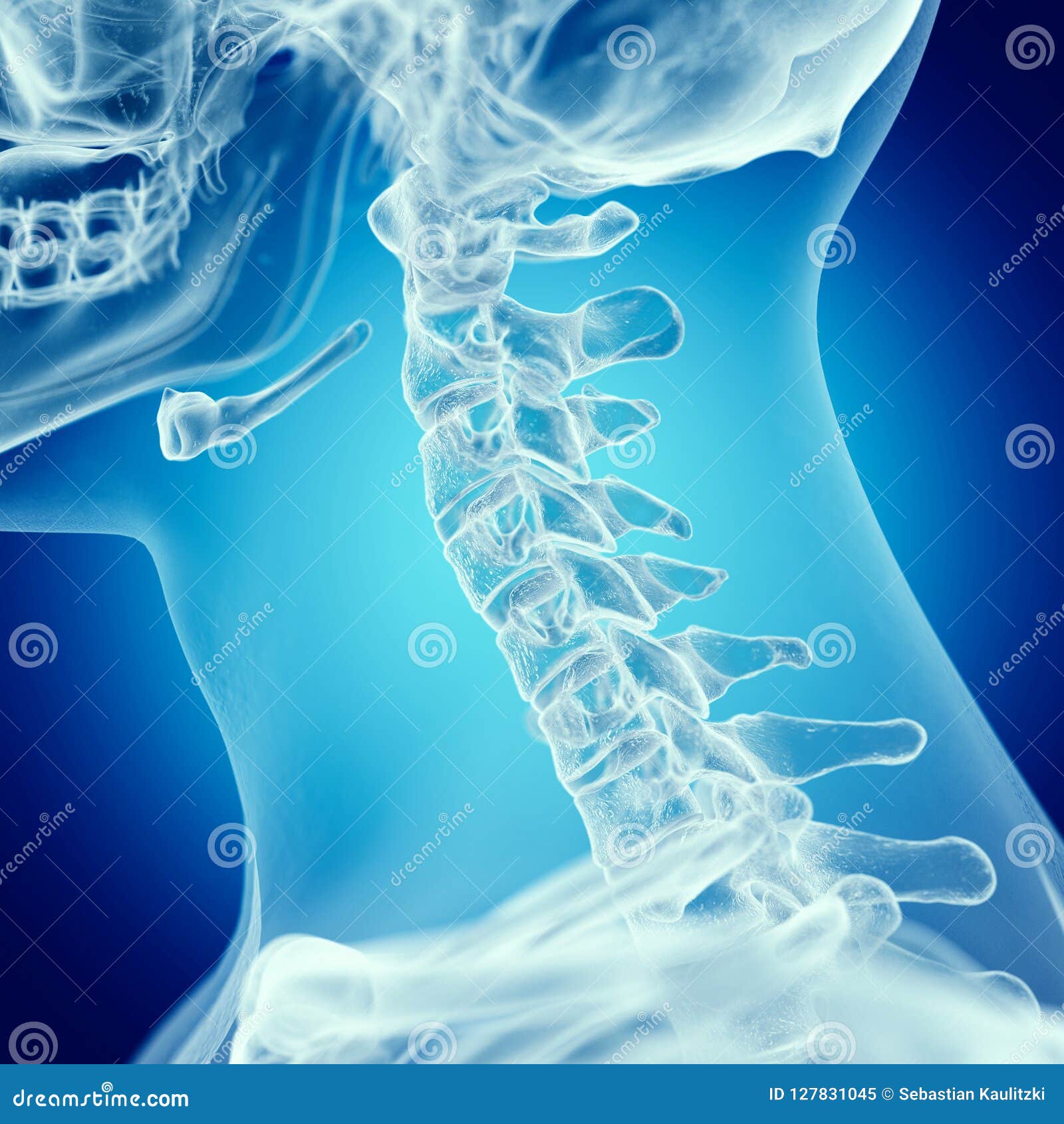 The upper spine stock illustration. Illustration of bones - 127831045
