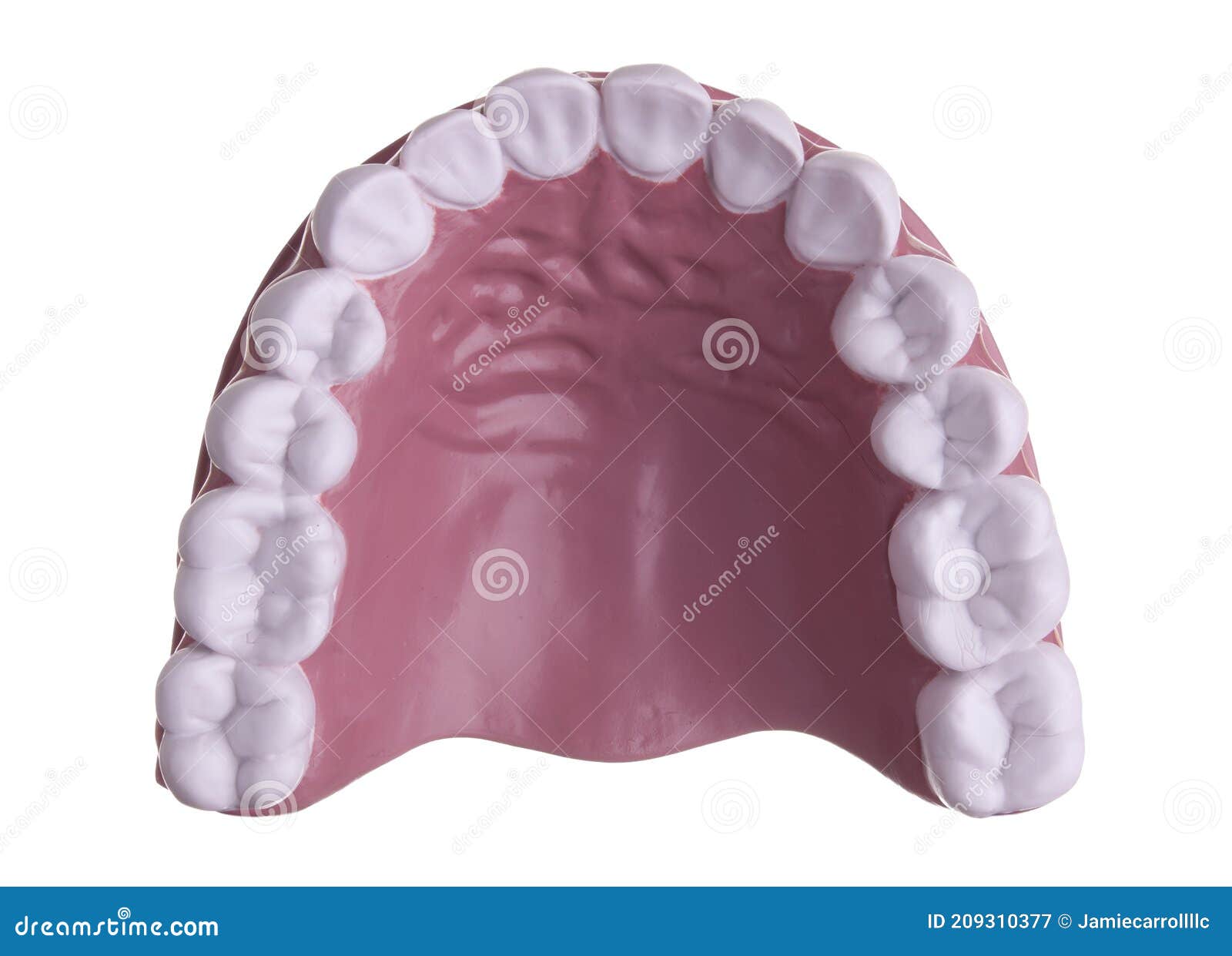 Teeth or Tooth Model on Isolated White Background Stock Image - Image ...