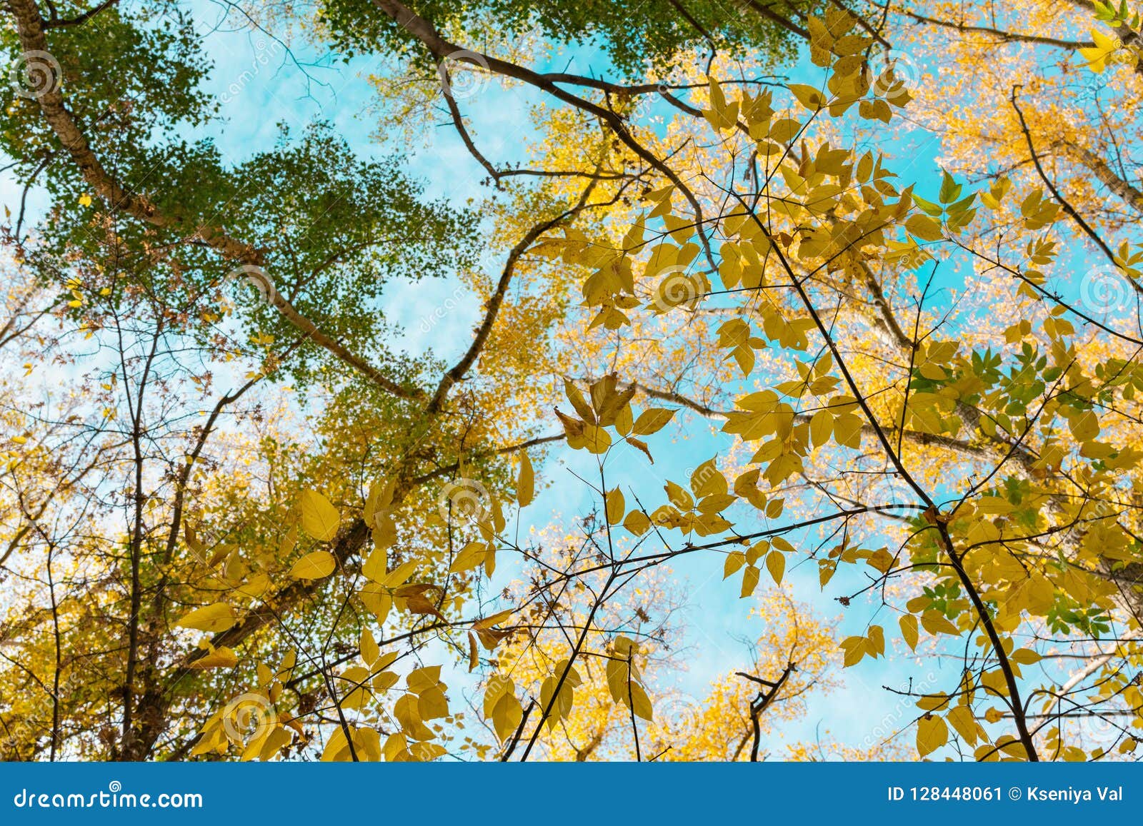 Upper Tree Branches Autumn Sunny Day on the Background of the Blue Sky ...