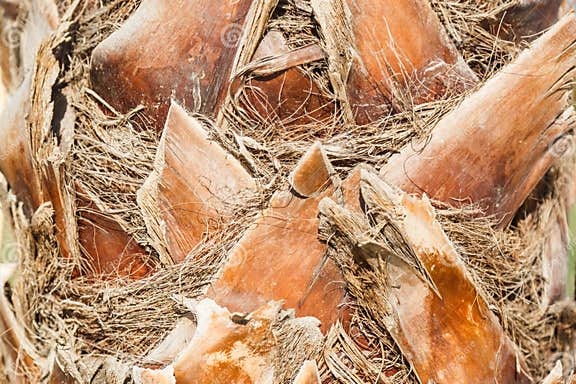 Upper Trunk Detail of Palm Tree Background Texture Pattern. Stock Image ... Upper Trunk Detail of Palm Tree Background Texture Pattern. Stock Image ...