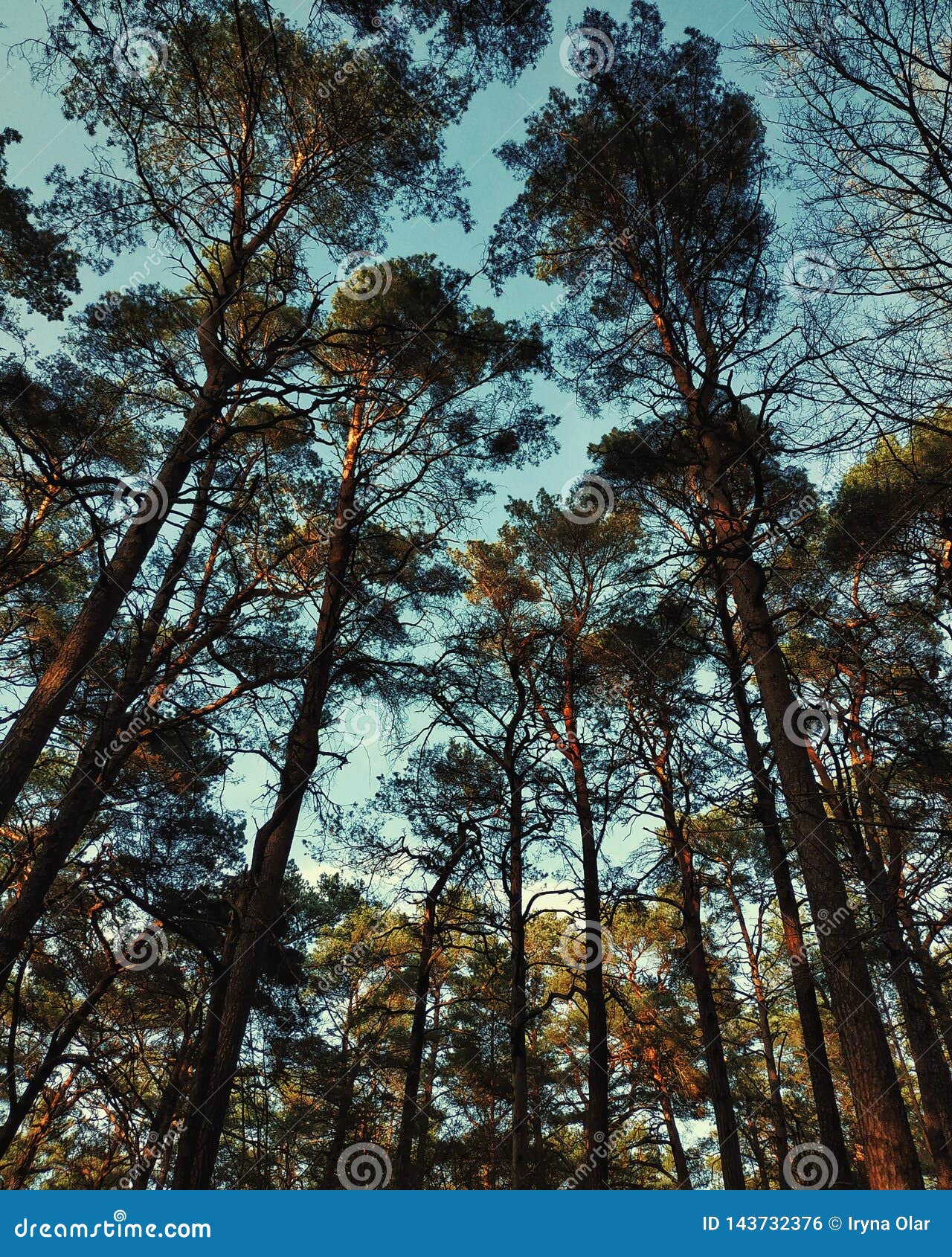 Upper view stock photo. Image of trees, upper, blue - 143732376