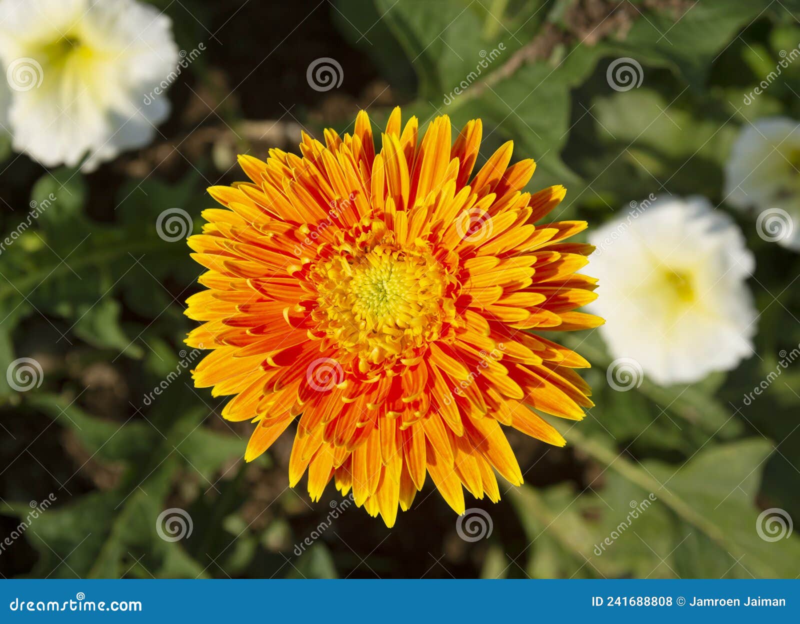 Upper View of the Gerbera Flower in the Garden Stock Photo - Image of ...