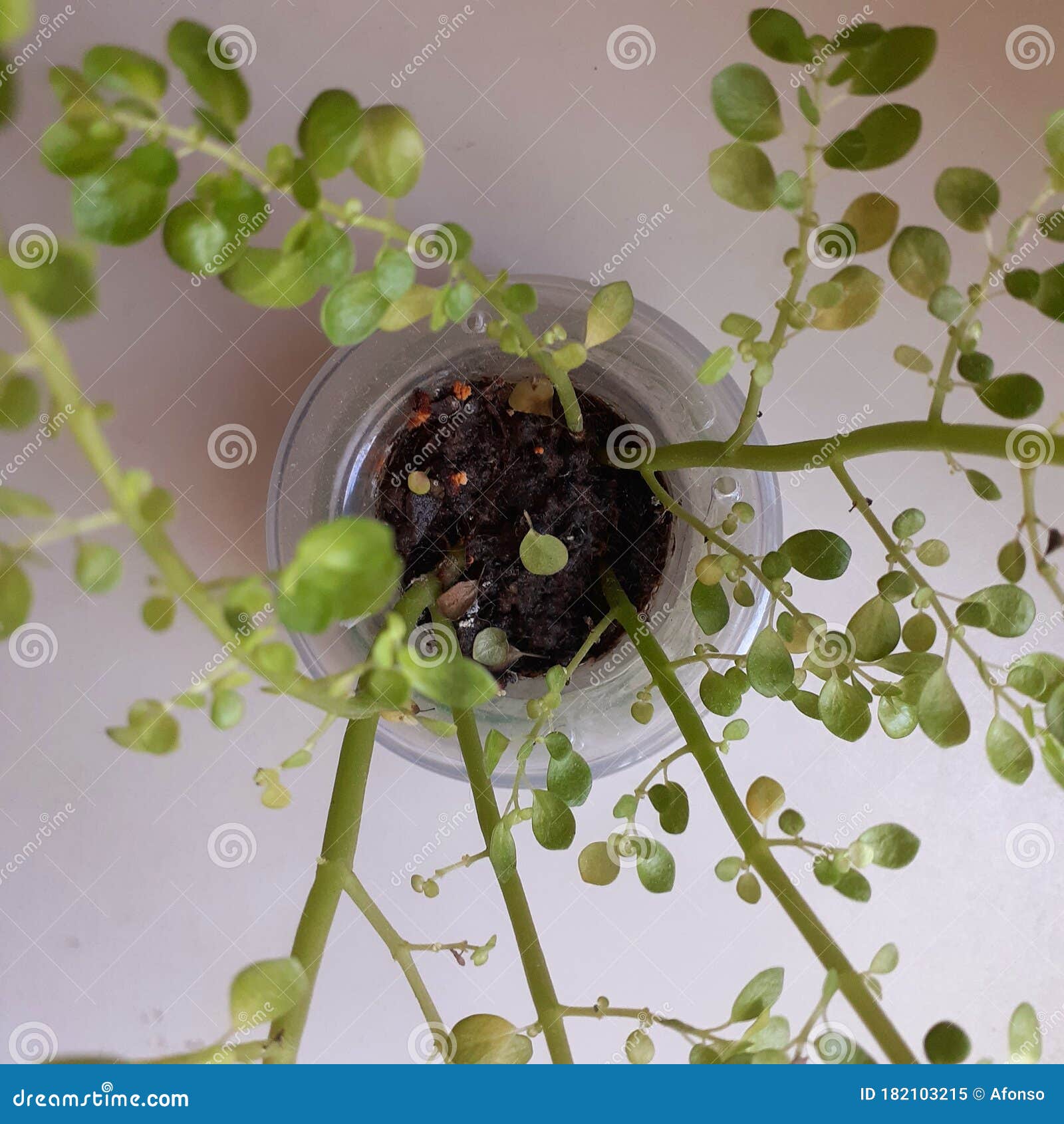Upper view of a plant pot stock image. Image of view - 182103215