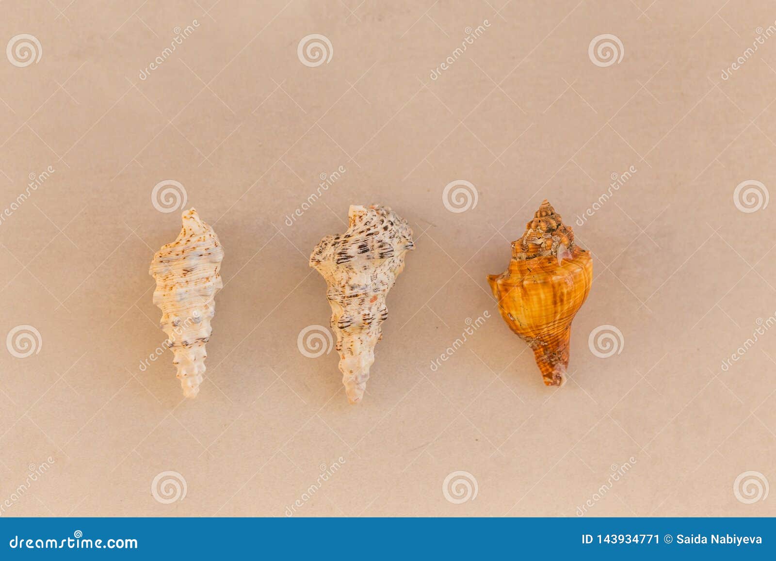 Summer Concept. Three Seashells in a Row Stock Image - Image of cracked ...