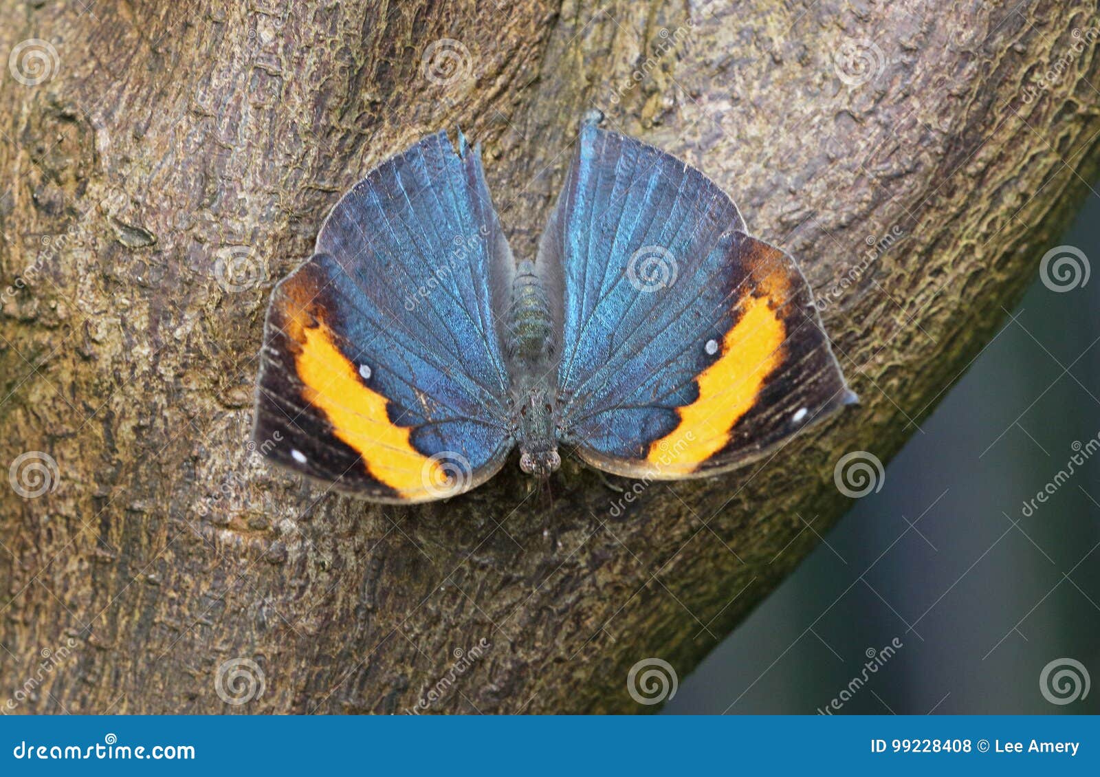 Indian leaf Butterfly stock photo. Image of wingspan - 99228408