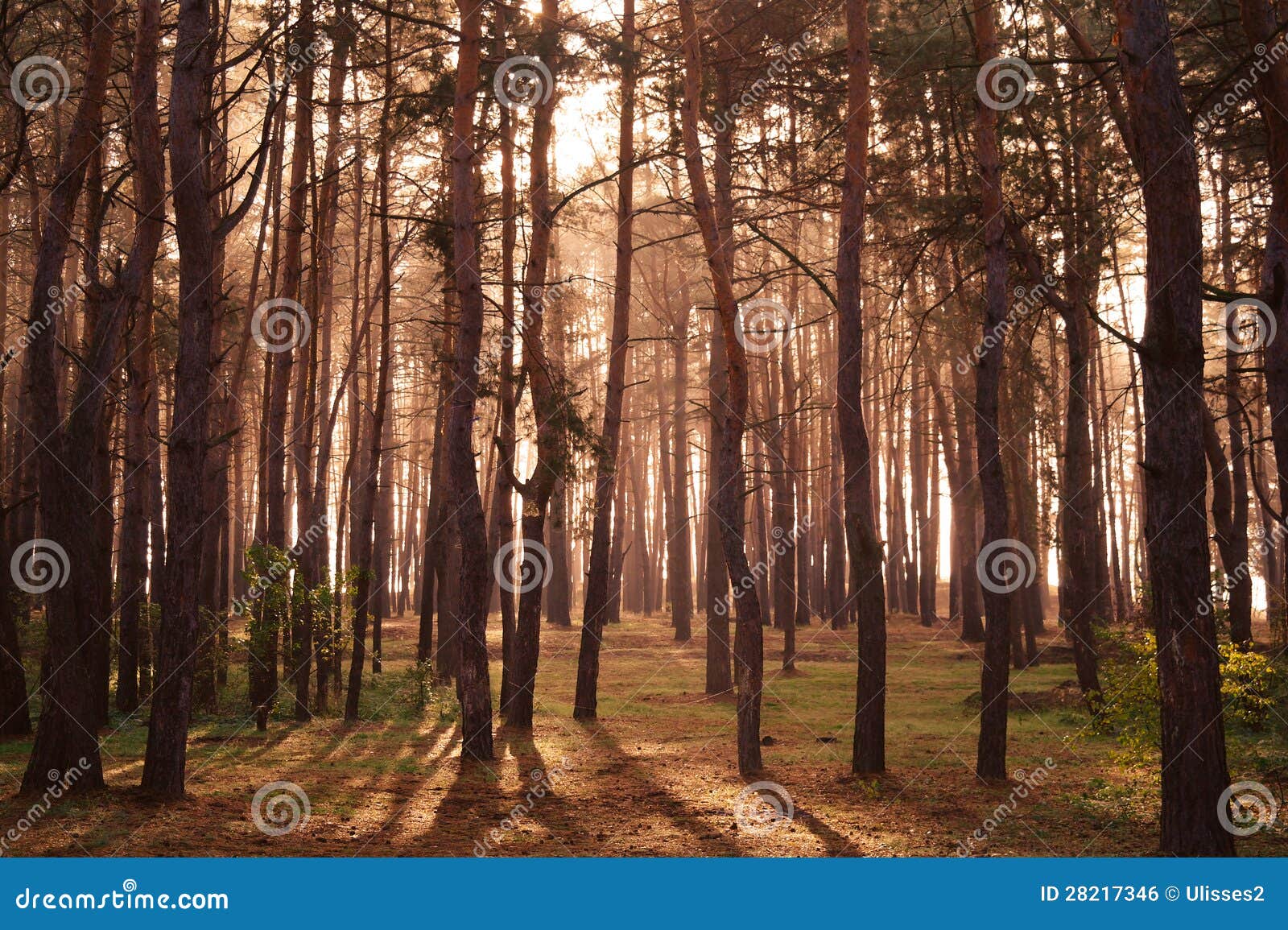 Upplyst barrskog arkivfoto. Bild av ogenomskinlighet - 28217346