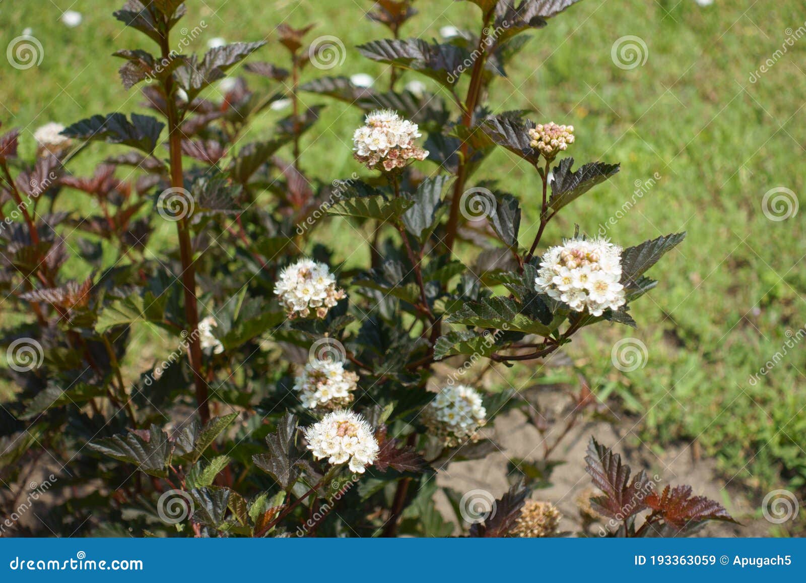 Upright Branch of Blossoming Physocarpus Opulifolius Stock Image ...
