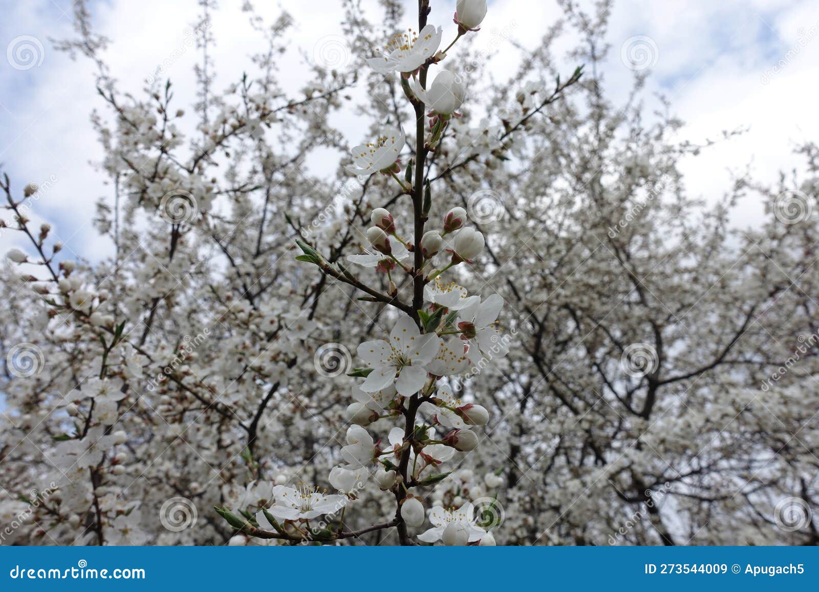 Upright Branch of Plum with White Flowers and Buds in April Stock Image ...