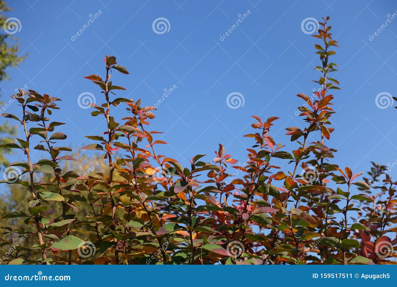 Upright Branches of Barberry Against Blue Sky in Autumn Stock Image ...