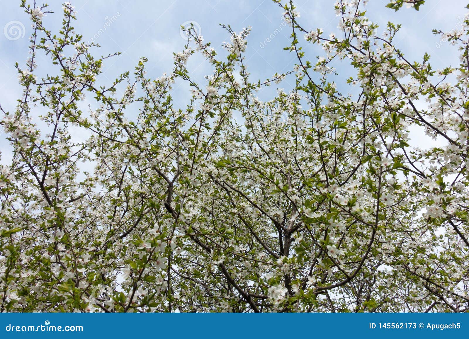 Upright Branches Of Berberis Thunbergii Atropurpurea With Purple ...