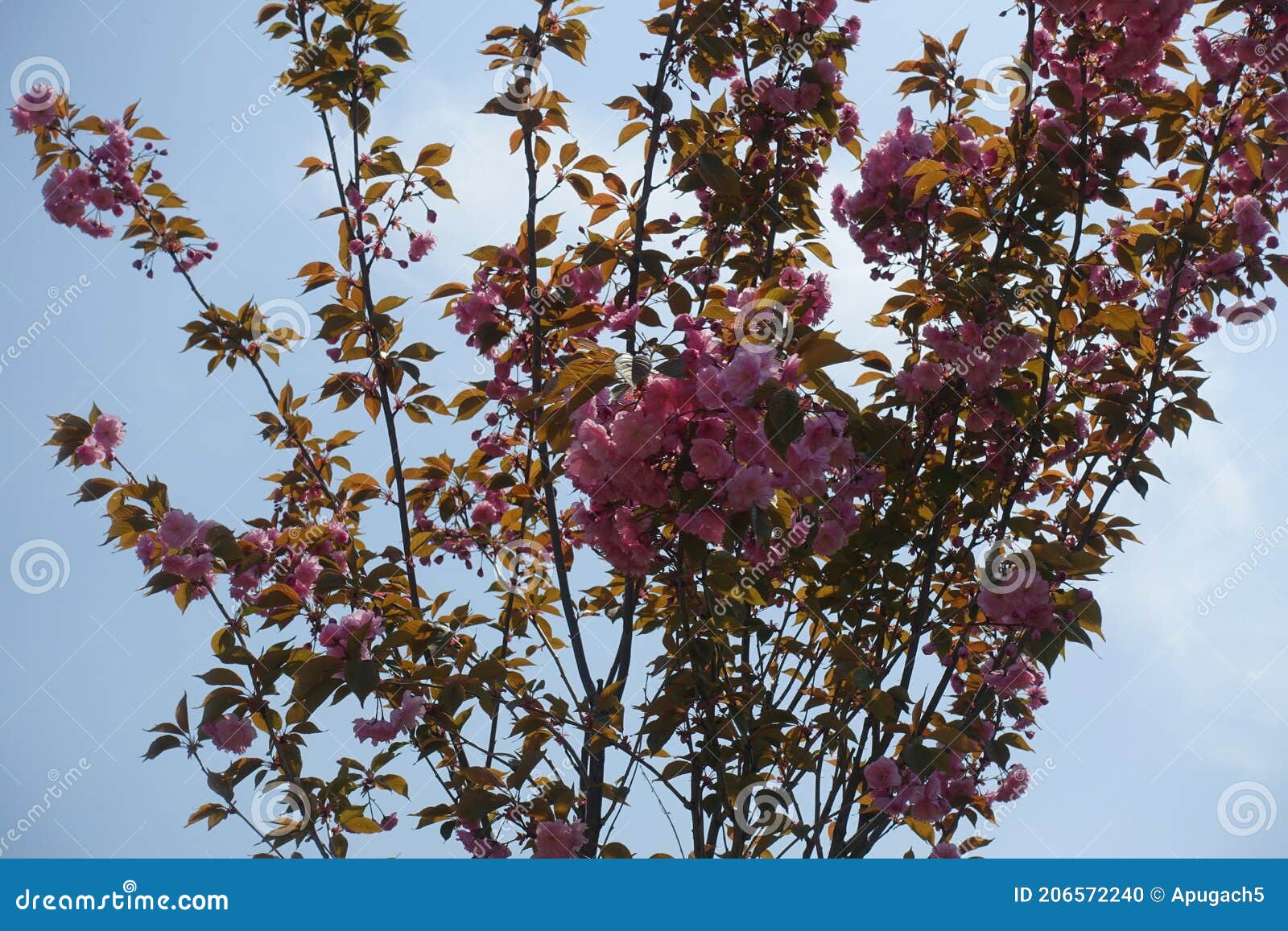 Upright Branches Of Berberis Thunbergii Atropurpurea With Purple ...