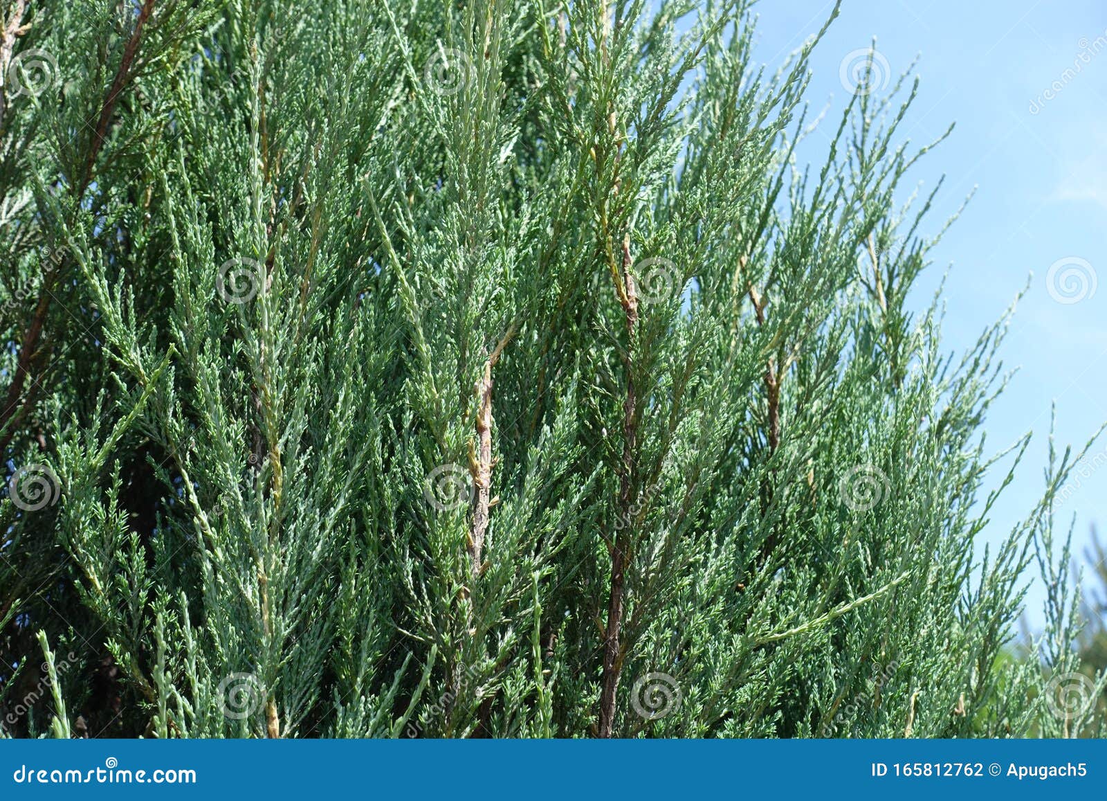 Upright Branches of Juniperus Virginiana Blue Arrow Against the Sky ...