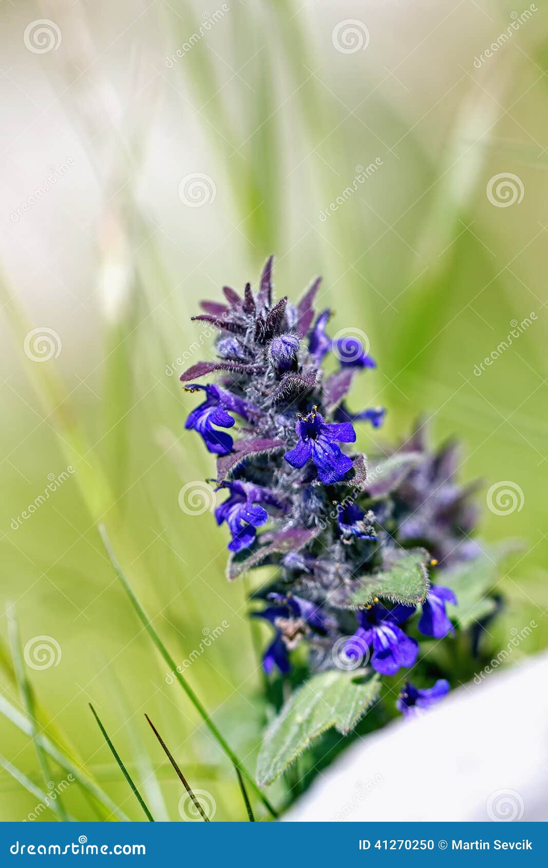 Upright Bugle, Blue Bugle, Geneva Bugleweed, Blue Bugleweed (Ajuga ...