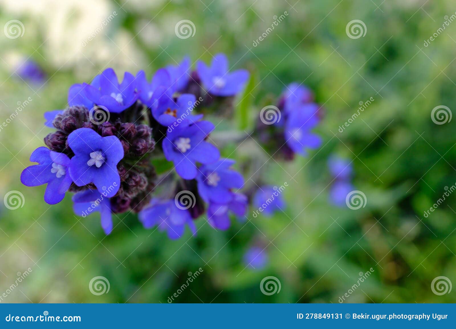Upright Bugle, Blue Bugle, Geneva Bugleweed, Blue Bugleweed (Ajuga ...
