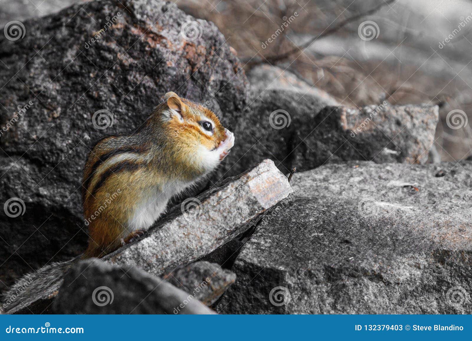 Cute Squirrel with Paws in Front of Mouth Stock Image - Image of butter ...