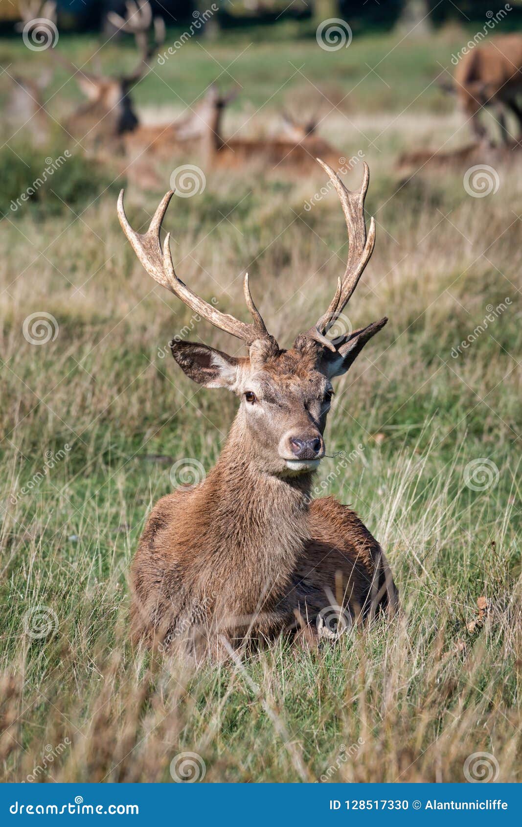 Upright Format Red Deer Stag Relaxing Stock Photo - Image of male ...