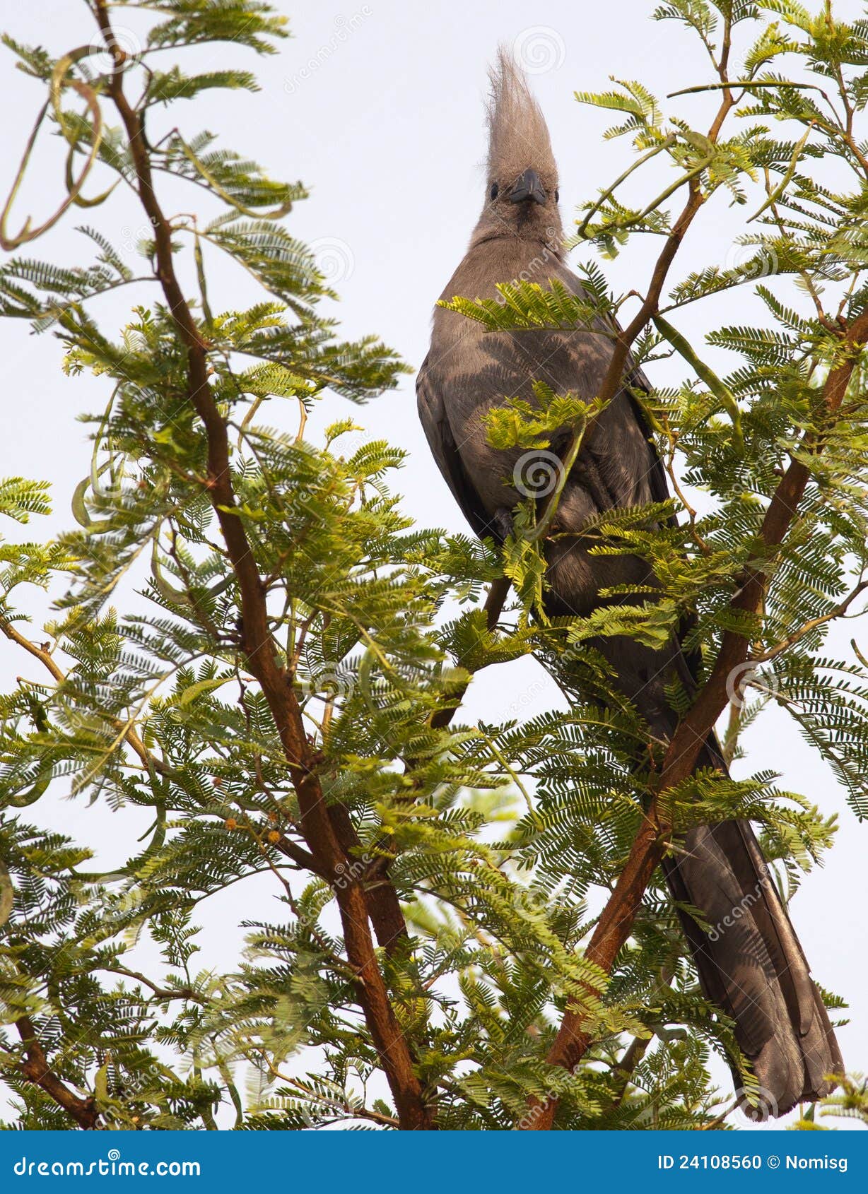 Upright grey Lourie stock photo. Image of acacia, medium - 24108560