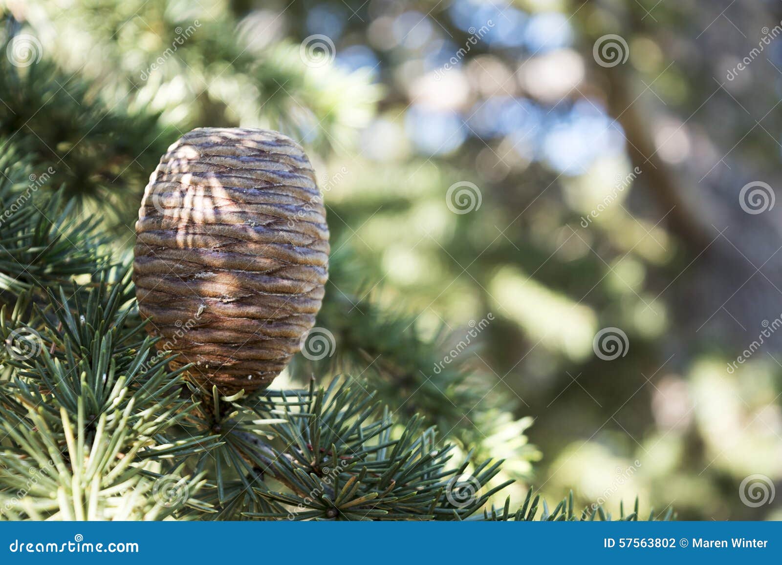 Upright Growing Cone on the Branch of a Cedar Tree Stock Photo - Image ...