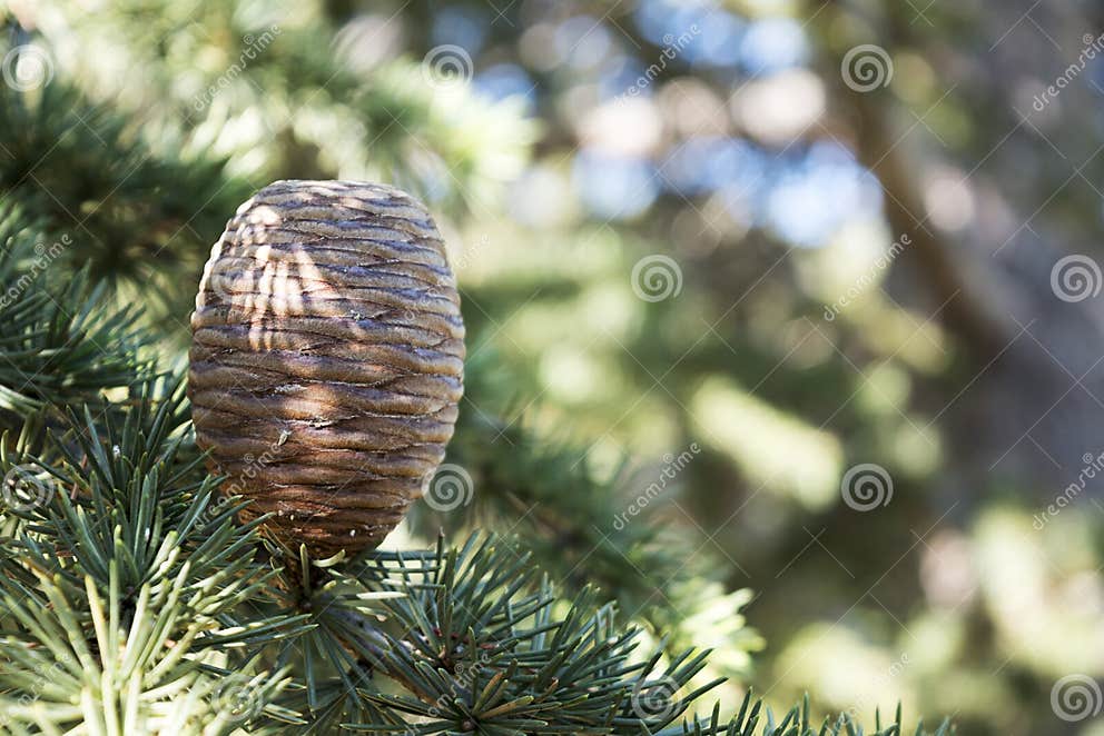 Upright Growing Cone on the Branch of a Cedar Tree Stock Photo - Image ...