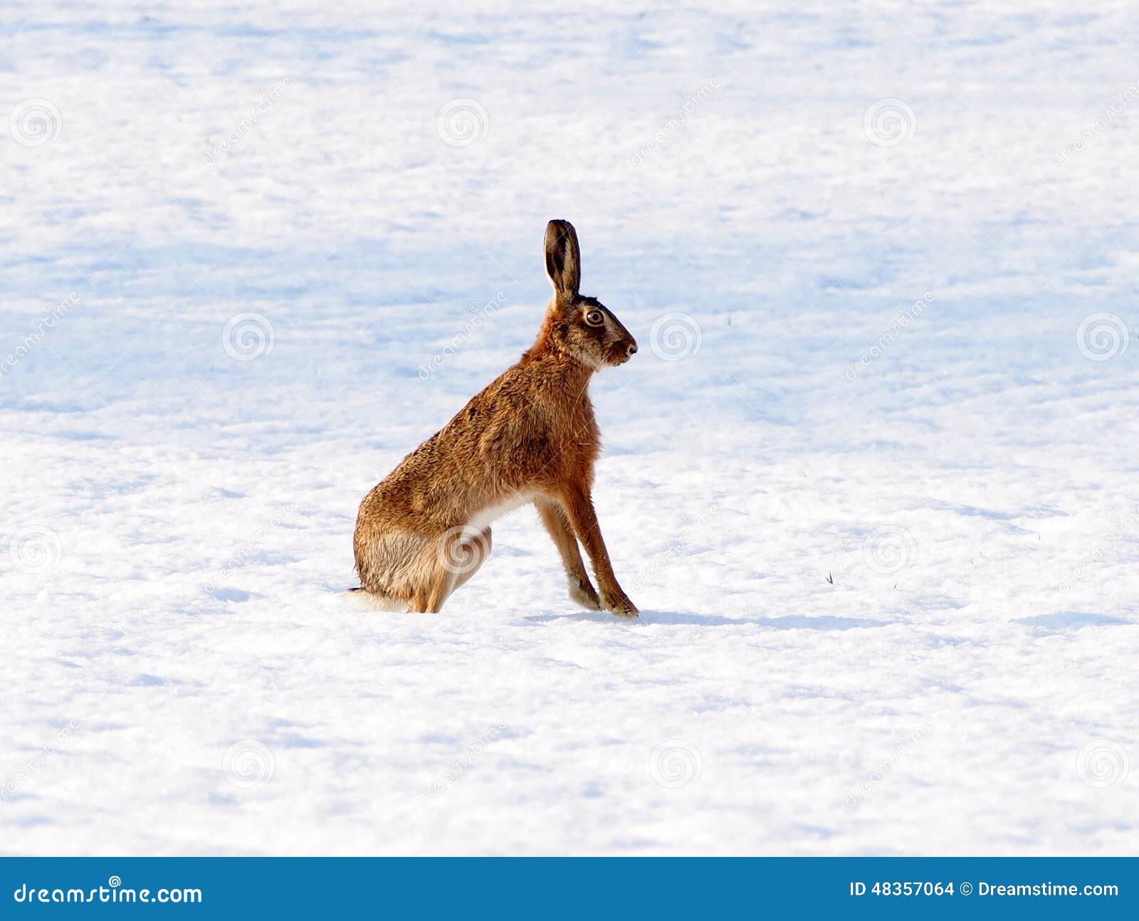 Upright hare in the snow stock photo. Image of alert - 48357064