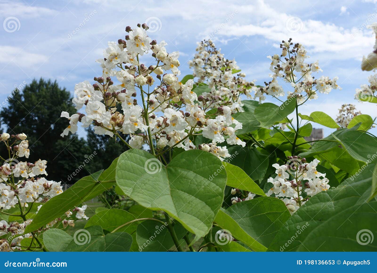 Upright Panicles of White Flowers of Catalpa in June Stock Image ...